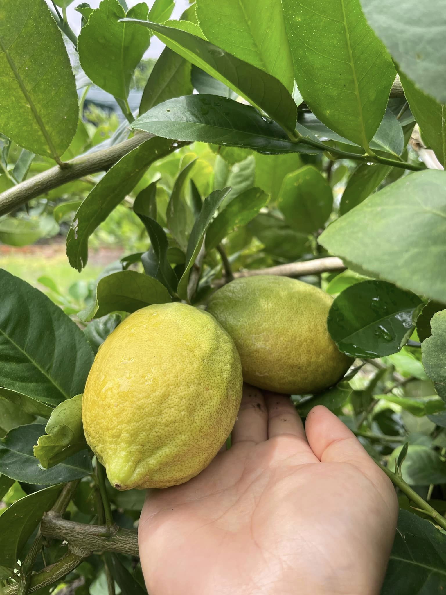 Chavi Garden Long An – Khu du lịch sinh thái giáo dục trải nghiệm độc đáo